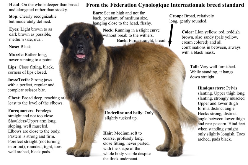 What is a Leonberger? – Leonberger Life