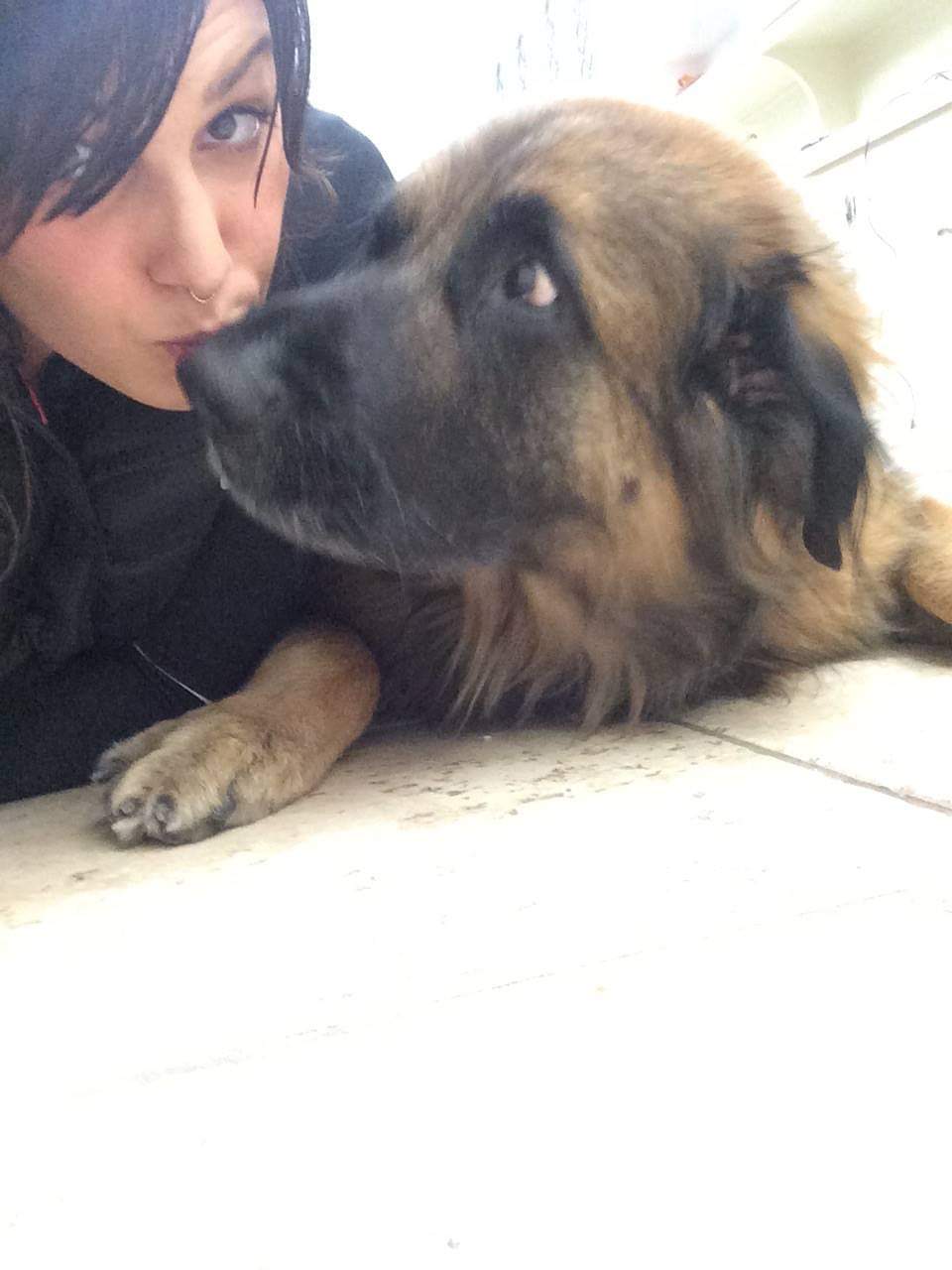 When Bronco Swallowed our Neighbor’s Head and Teaching Dogs How to ...