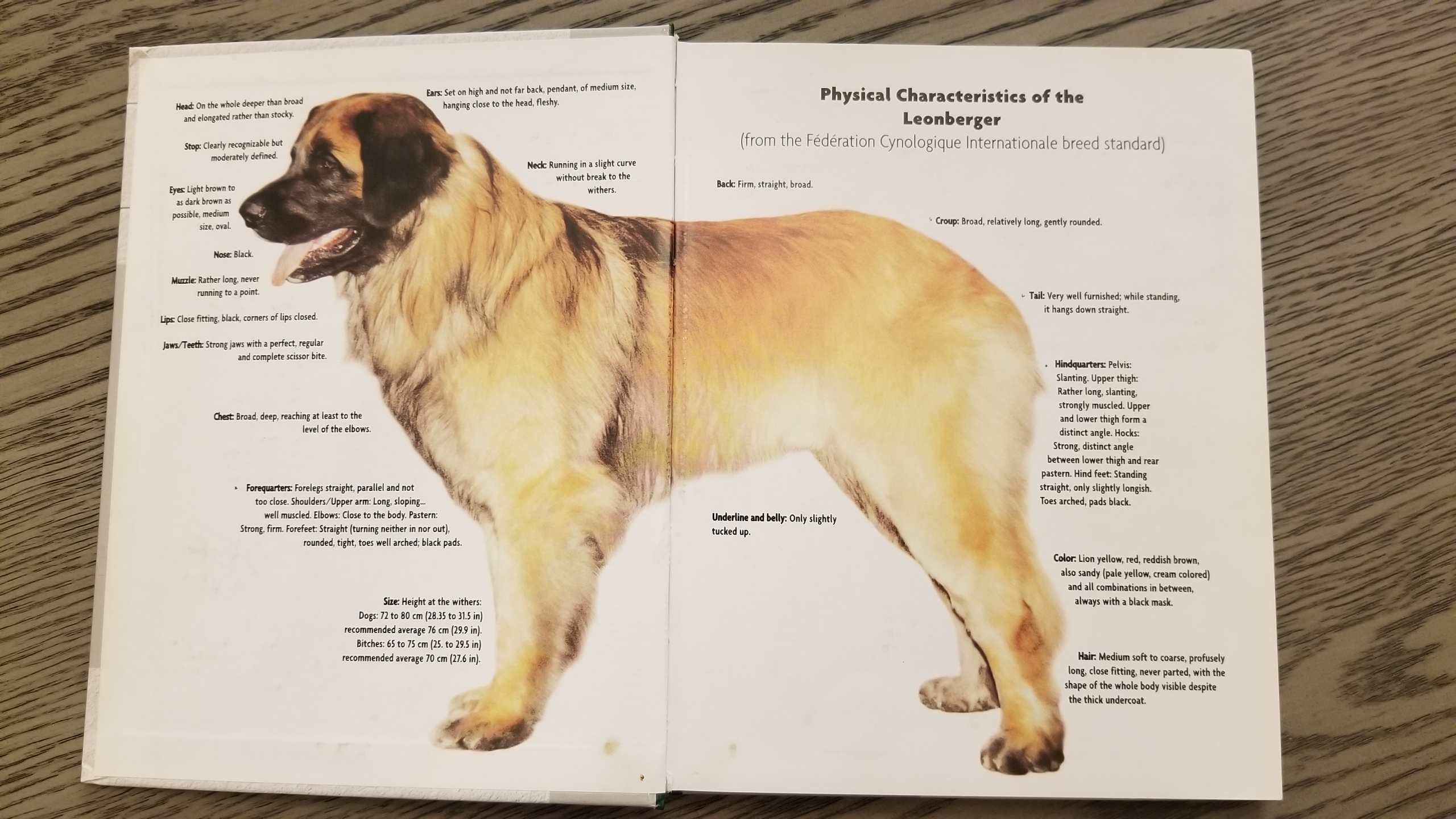 Leonberger Special Rare Breed Edition – Leonberger Life