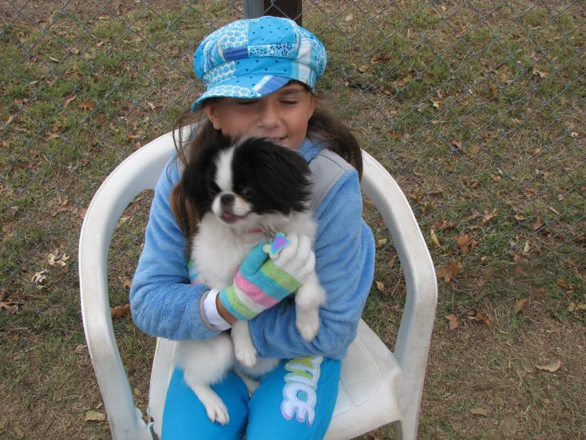Our Leonberger and His Japanese Chin Friend – Leonberger Life