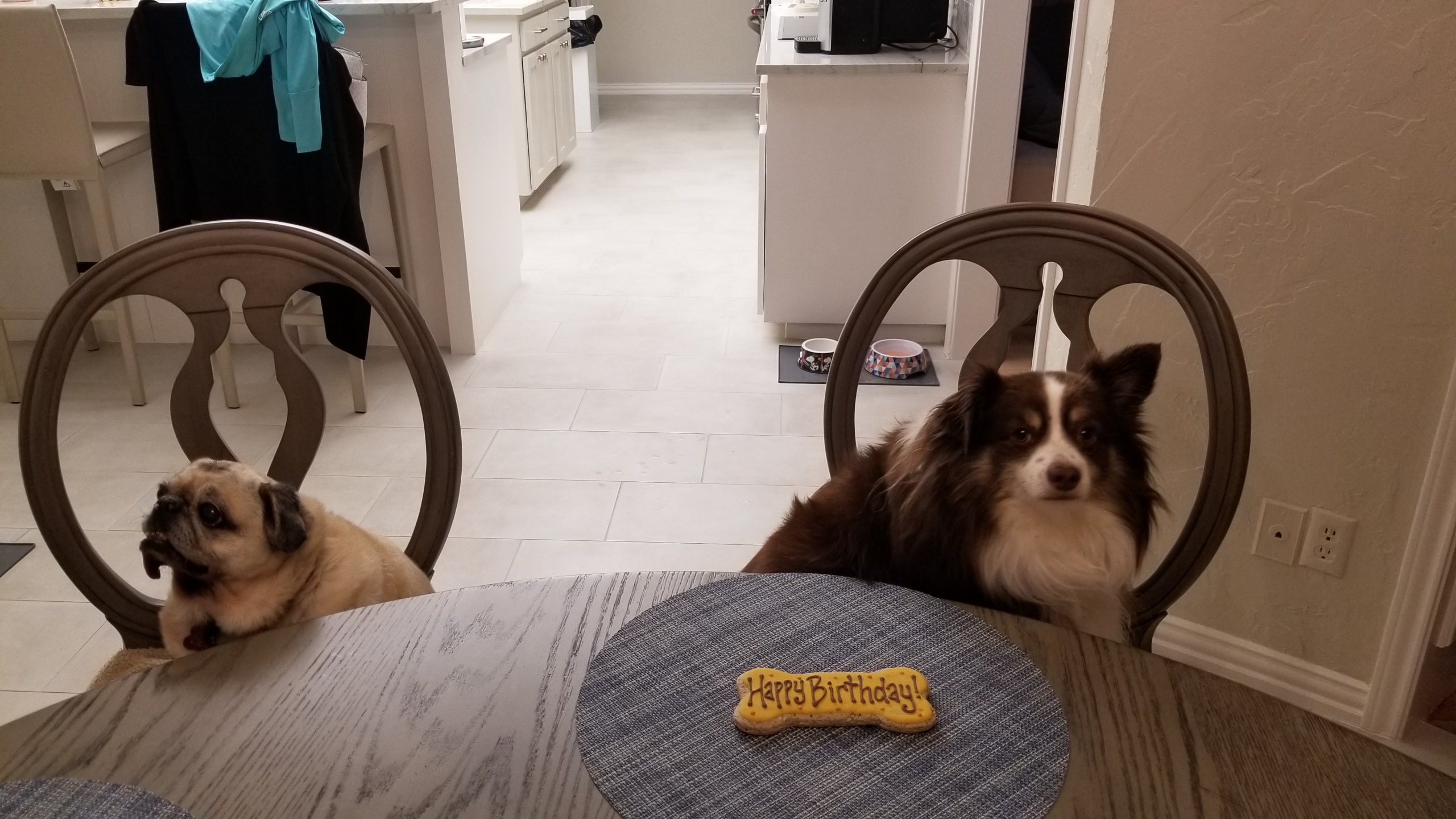 Rollo From Baby Jail to Four Years Old – Leonberger Life