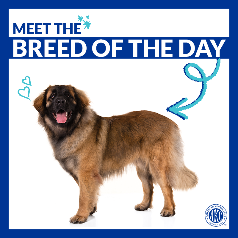 Todays Featured AKC Breed is the Leonberger – Leonberger Life