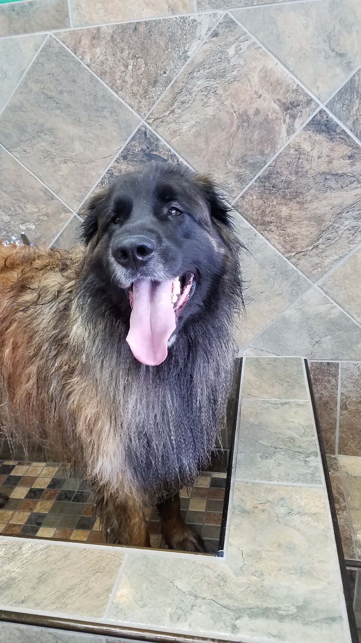 Canine Cancer Alliance – Leonberger Life