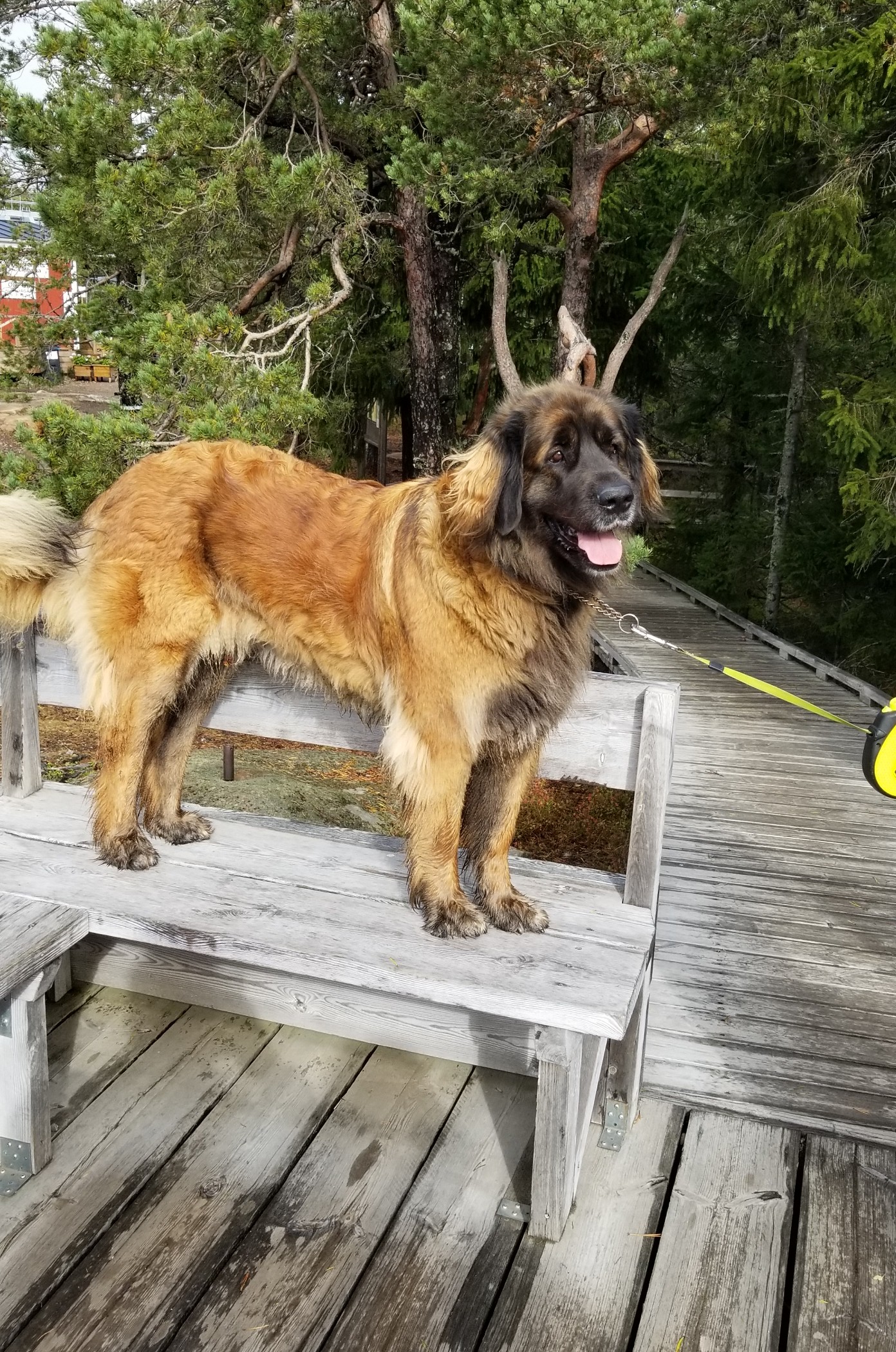 25 Photos of Leonbergers in Nature – Leonberger Life
