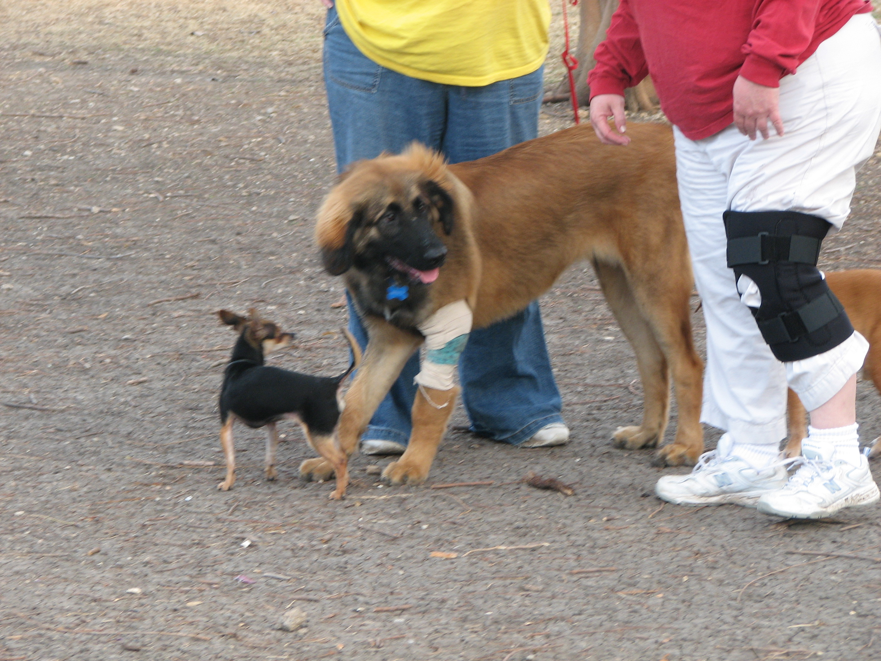 25 Photos of Young Leonbergers – Leonberger Life