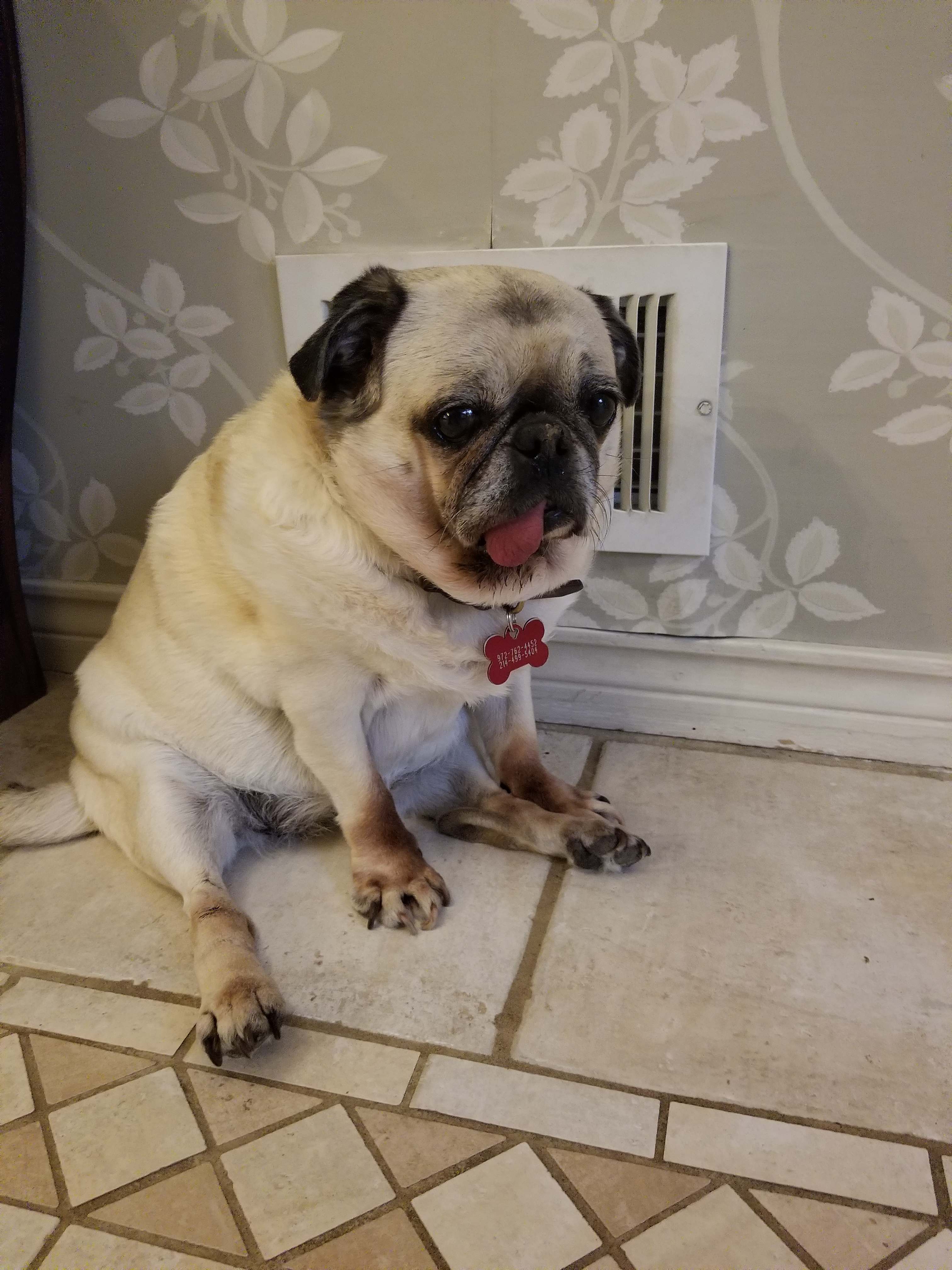 Pet Owner Guide to Indoor Air Quality – Leonberger Life