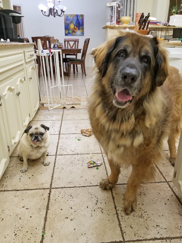 Managing Stress for Dog Owners – Leonberger Life